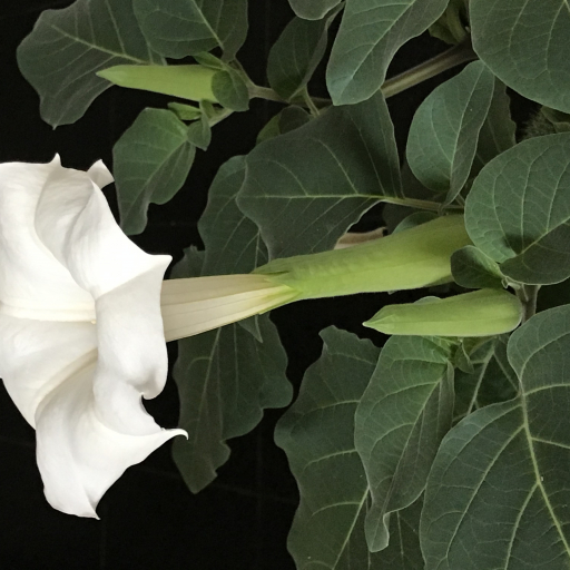 Downy Thorn-Apple (Datura Innoxia) Plant Care & How to Grow, Water