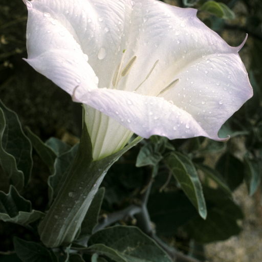 Thornapples (Datura) Plant Care & How to Grow, Water