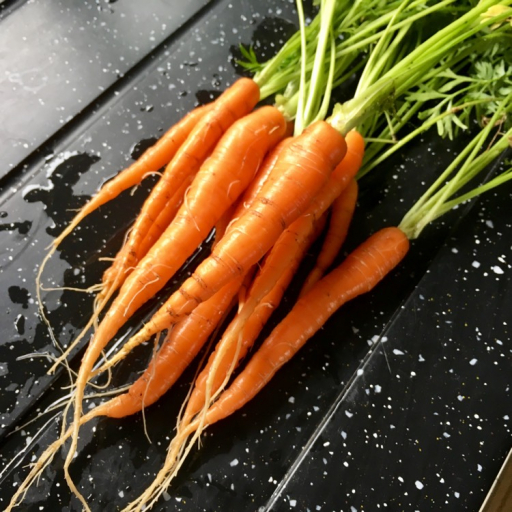 Carrots (Daucus Carota Ssp. Sativus) Plant Care & How to Grow, Water