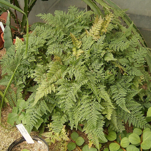 Ball Fern (Davallia Bullata) Plant Care & How to Grow, Water