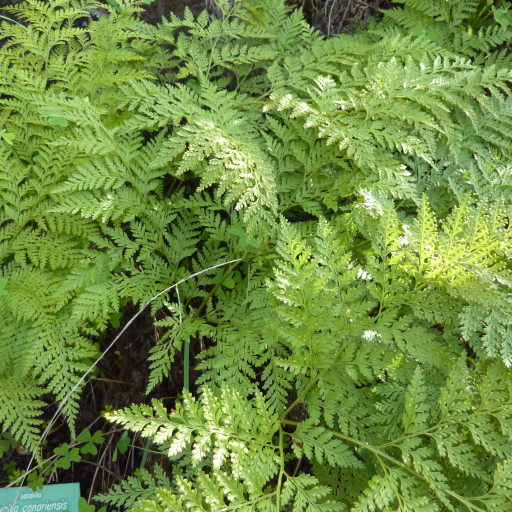 Deer-foot Fern (Davallia Canariensis) Plant Care & How to Grow, Water