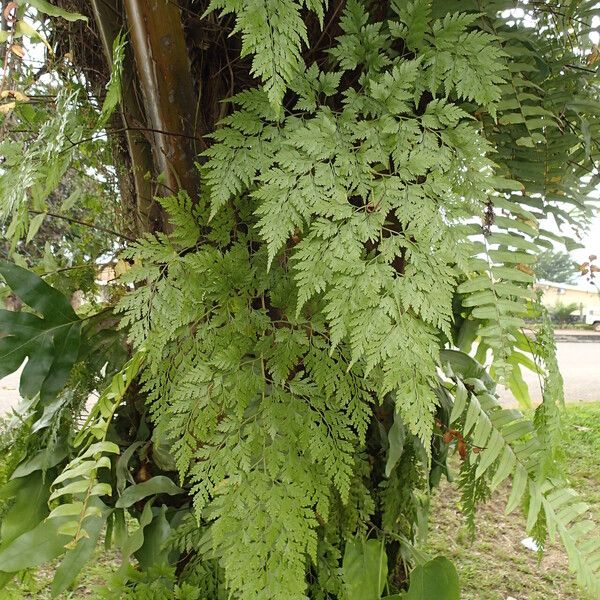 Davallia Chaerophylloides Plant Care & How to Grow, Water