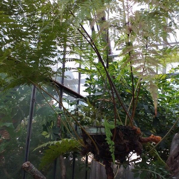 Davallia Formosana Plant Care & How to Grow, Water