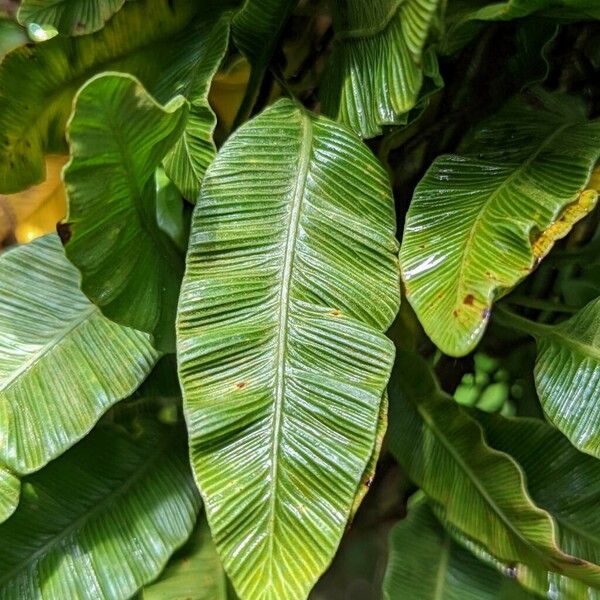 Haresfoot Fern (Davallia Heterophylla) Care Guide: Water, Soil ...