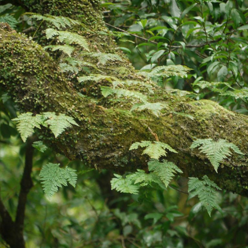Squirrel's-Foot Fern (Davallia Mariesii) Plant Care & How to Grow, Water