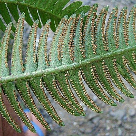 Haresfoot Fern (Davallia Pectinata) Plant Care & How to Grow, Water