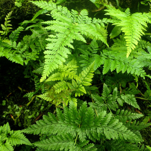 Cape Marguerite (Osteospermum Ecklonis) Plant Care & How to Grow, Water