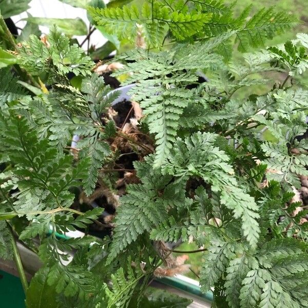 White Rabbits Foot Fern (Davallia Tyermannii) Care Guide: Water, Soil ...