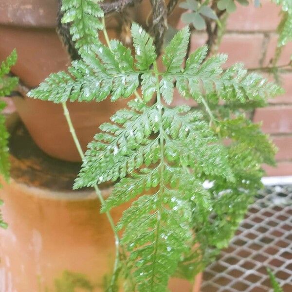 Davallodes Pulchra Care Guide: Water, Soil & Propagation - Plantiary
