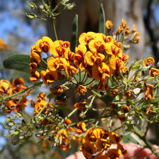 Narrow Leaf Bitter Pea (Daviesia Corymbosa) Plant Care & How to Grow, Water