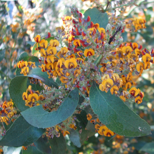 Hop Bitter-Pea (Daviesia Latifolia) Plant Care & How to Grow, Water