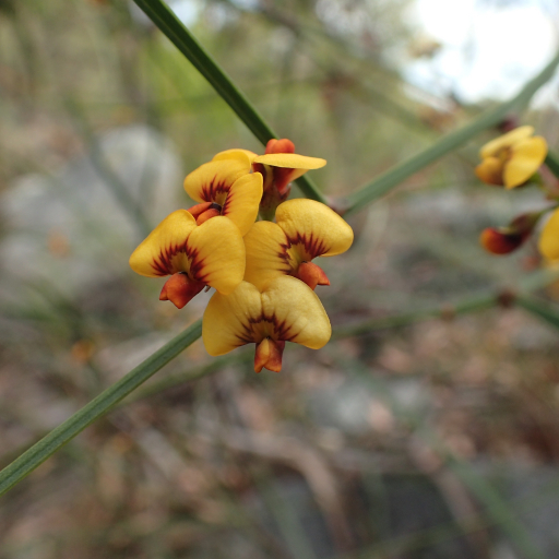 Long-Leaf Bitter-Pea (Daviesia Wyattiana) Plant Care & How to Grow, Water