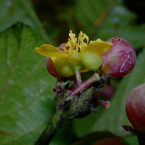 Davilla Nitida Plant Care & How to Grow, Water