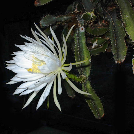 Dog-Tail Cactus (Deamia Testudo) Plant Care & How to Grow, Water