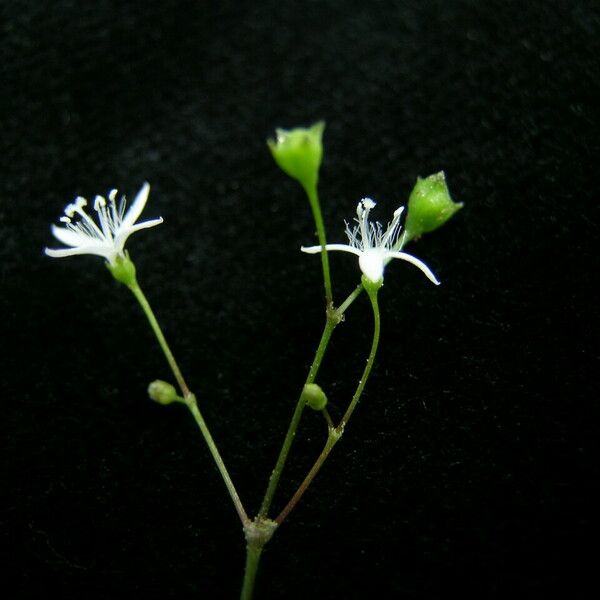 Debia Ovatifolia Plant Care & How to Grow, Water