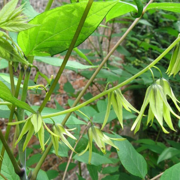 Blue Bean Tree (Decaisnea Insignis) Plant Care & How to Grow, Water