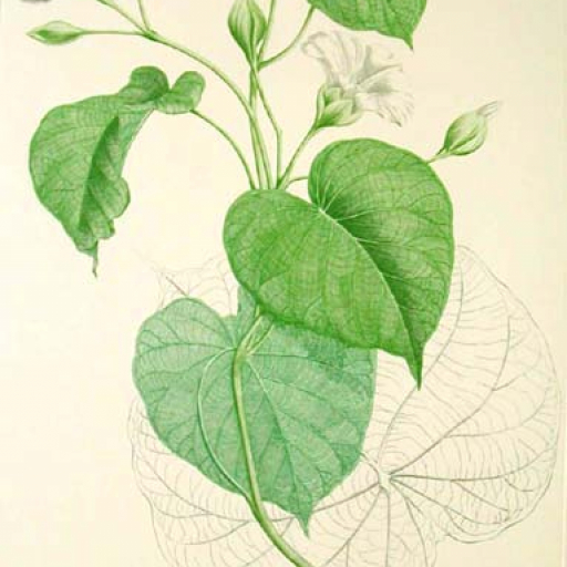 Merremia (Decalobanthus Peltatus) Care Guide: Water, Soil & Propagation ...