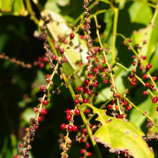 Jiang Guo Xian (Deeringia Amaranthoides) Care Guide: Water, Soil ...