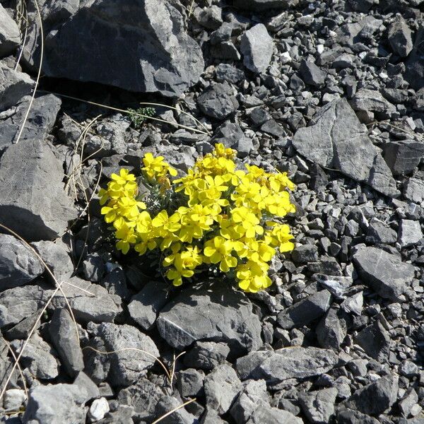Velebit Degenia (Degenia Velebitica) Care Guide: Water, Soil ...