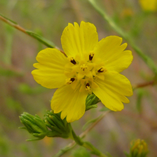 Common Tarweed (Deinandra Fasciculata) Care Guide: Water, Soil ...