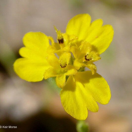 Threeray Tarweed (Deinandra Lobbii) Care Guide: Water, Soil ...