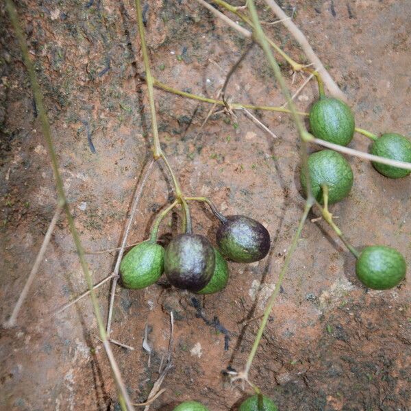 Delarbrea Balansae Plant Care & How to Grow, Water