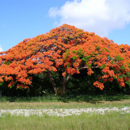 Flamboyant (Delonix Regia) Plant Care & How to Grow, Water