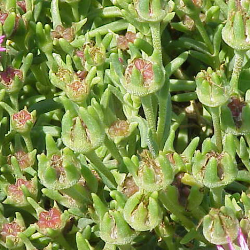 Hardy Iceplant (Delosperma Cooperi) Plant Care & How to Grow, Water