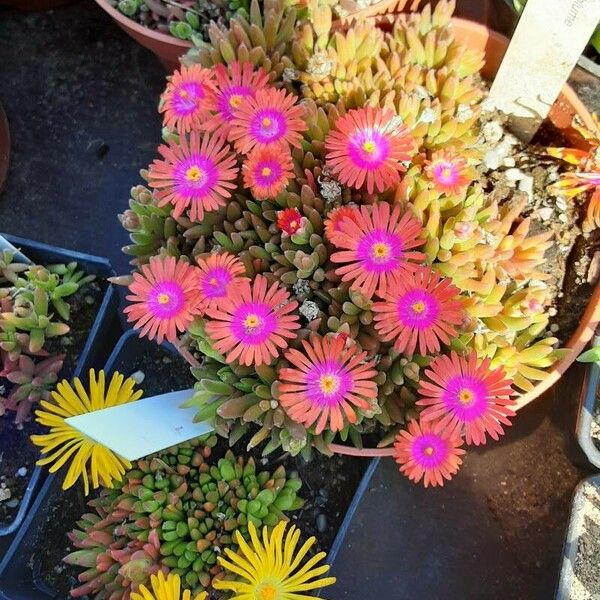 Tarkastad Sheepfig (Delosperma Dyeri) Plant Care & How to Grow, Water