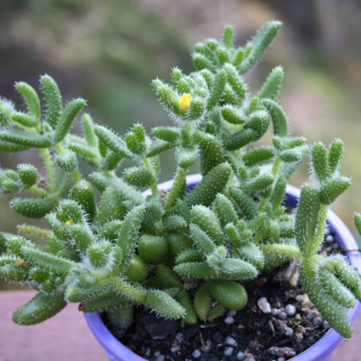 Pickle (Delosperma Echinatum) Plant Care & How to Grow, Water