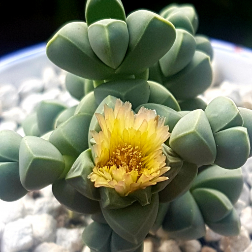 Ice (Delosperma Lehmannii) Plant Care & How to Grow, Water