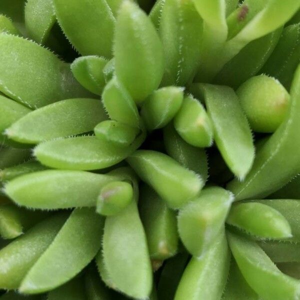 Fine Sheepfig (Delosperma Lineare) Plant Care & How to Grow, Water