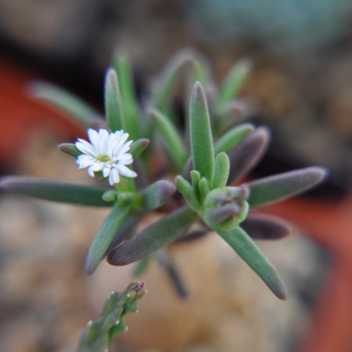 Ice (Delosperma Napiforme) Plant Care & How to Grow, Water