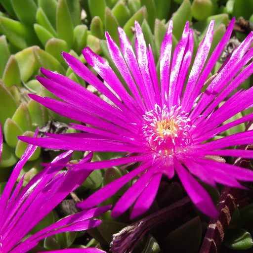 Sheepfigs (Delosperma) Plant Care & How to Grow, Water