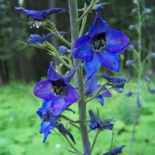 Larkspur (Delphinium Ajacis) Plant Care & How to Grow, Water