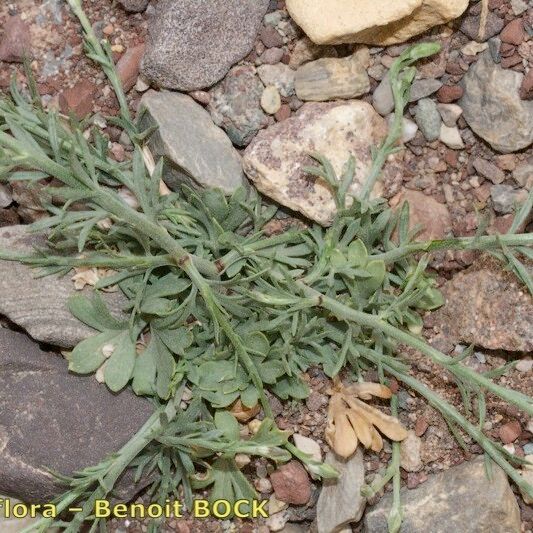 Delphinium Balansae Plant Care & How to Grow, Water