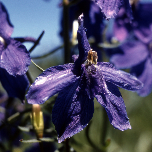Little Larkspur (Delphinium Bicolor) Plant Care & How to Grow, Water