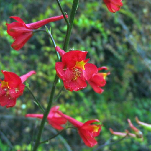Scarlet Larkspur (Delphinium Cardinale) Care Guide: Water, Soil ...