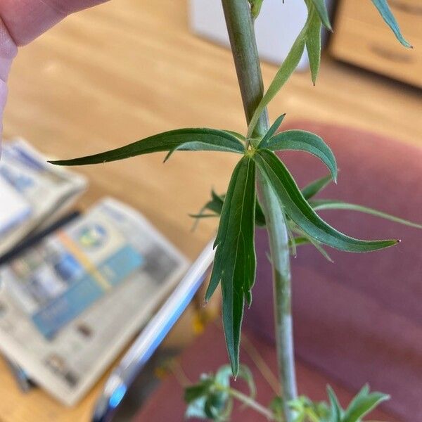 Menzies's Larkspur (Delphinium Menziesii) Plant Care & How to Grow, Water