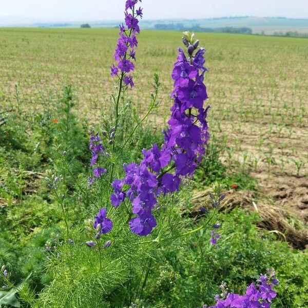 Eastern Larkspur (Delphinium Orientale) Care Guide: Water, Soil ...