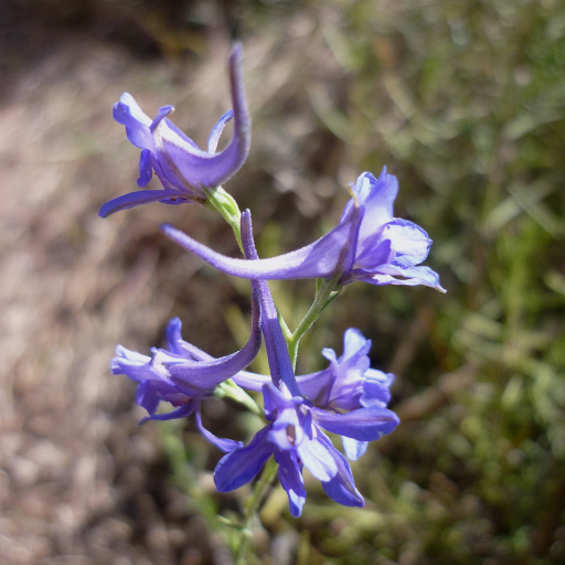 Violet Larkspur (Delphinium Peregrinum) Plant Care & How to Grow, Water