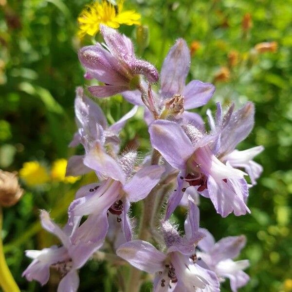 Painted-Leaved Larkspur (Delphinium Pictum) Plant Care & How to Grow, Water