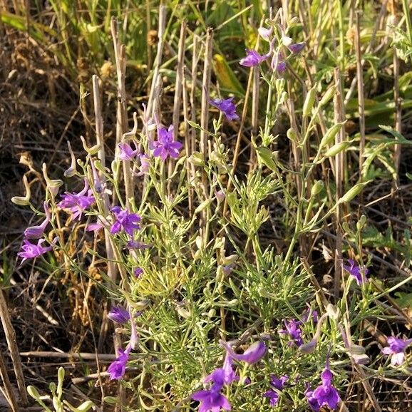 Eastern Larkspur (Delphinium Pubescens) Plant Care & How to Grow, Water