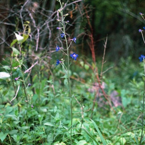 Delphinium - Mixed Varieties (Delphinium) Plant Care & How to Grow, Water