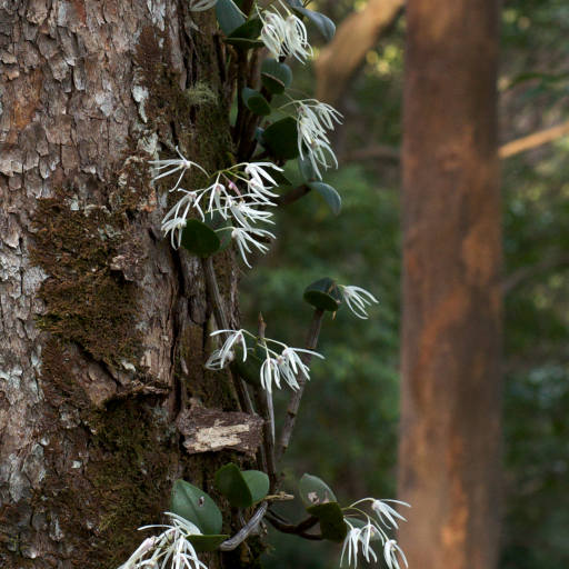 Ironbark Feather Orchid (Dendrobium Aemulum) Plant Care & How to Grow ...