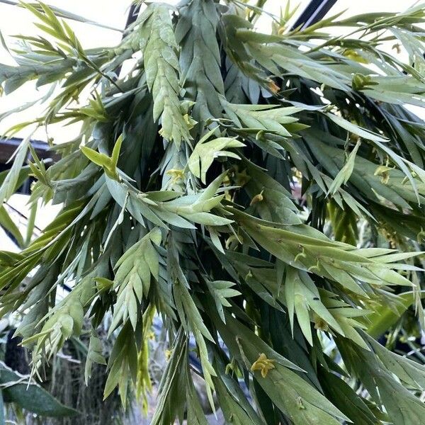 Dendrobium Anceps Care Guide: Water, Soil & Propagation - Plantiary