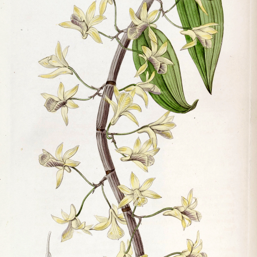 Hooded Orchid Plant Care & How to Grow, Water