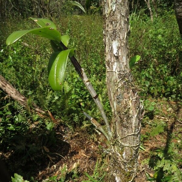 Dendrobium Conanthum Care Guide: Water, Soil & Propagation - Plantiary