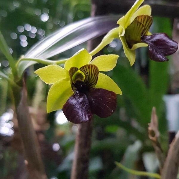 Dendrobium Convolutum Care Guide: Water, Soil & Propagation - Plantiary
