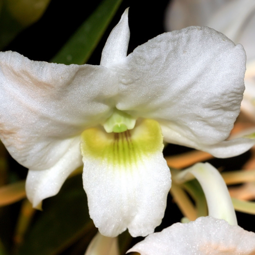 Dendrobium Dearei Care Guide: Water, Soil & Propagation - Plantiary